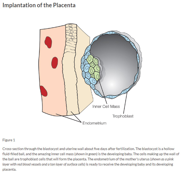 The Placenta - Study Resources