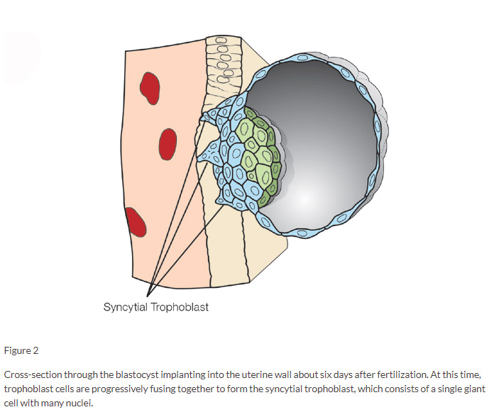 The Placenta - Study Resources