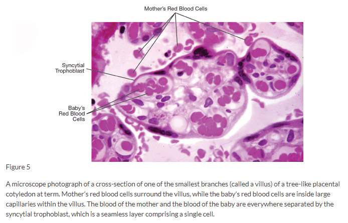 The Placenta - Study Resources