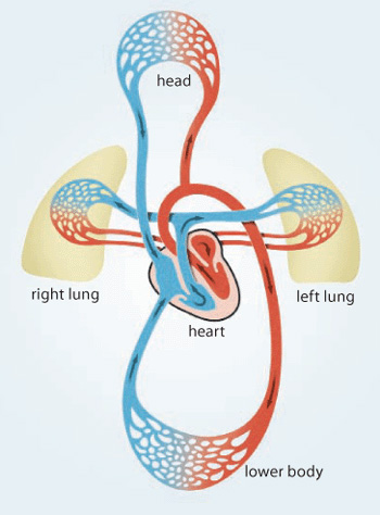 Constantly Beating Death - Study Resources