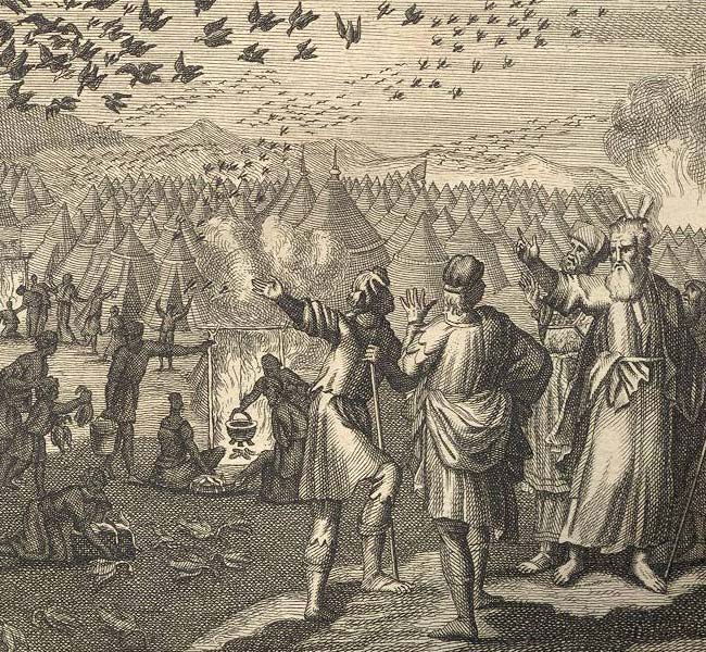 God Sends Quail to the Israelites - Numbers Image