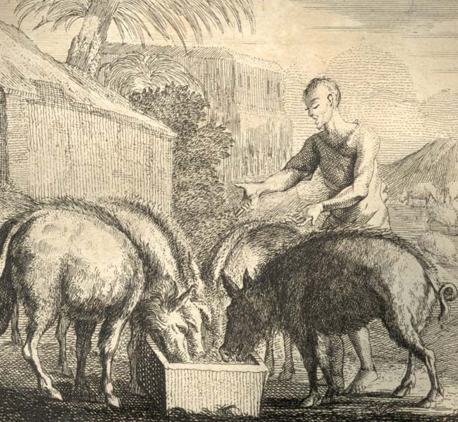 The Prodigal Son with the Pigs - The Gospels Image