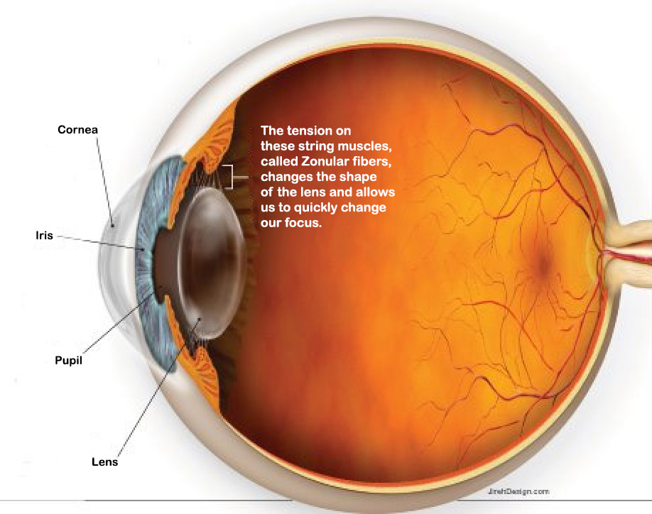 Seeing Eye - Study Resources